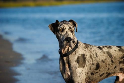 Ideal Diet for Great Danes - The Ultimate Great Dane Feeding Guide ...