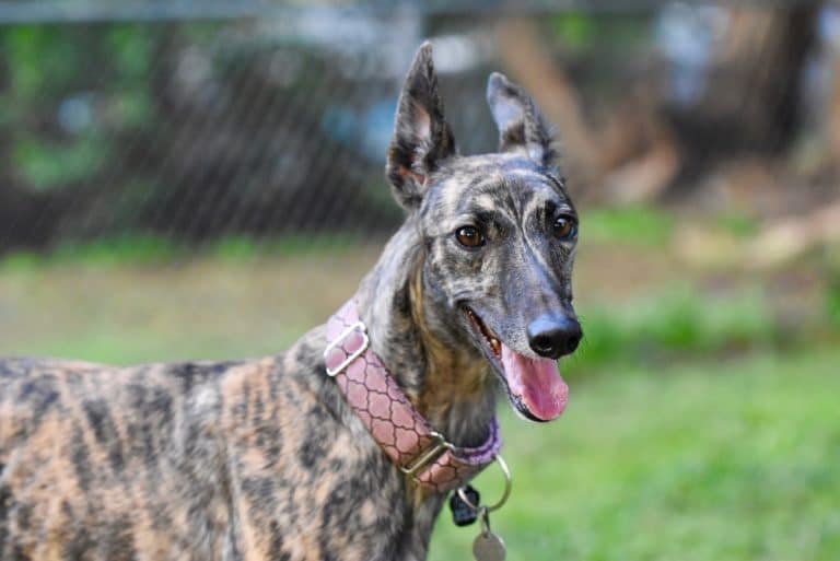 11 Athletic Dog Breeds Built For Speed And Agility - iHeartDogs.com