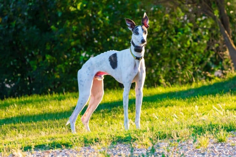 Ideal Diet for Greyhounds - The Ultimate Greyhound Feeding Guide ...