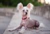 15 Fancy Dog Breeds With a Flair for the Dramatic - iHeartDogs.com