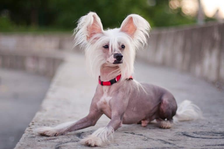 15 Fancy Dog Breeds With a Flair for the Dramatic (2026 Guide ...