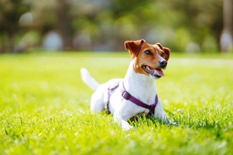 7 Best Durable Dog Balls - iHeartDogs.com