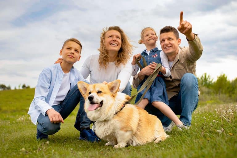 13 Best Family Dog Breeds You Need to Know - iHeartDogs.com