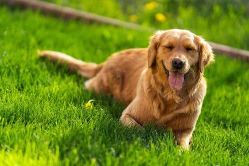 11 Gentle Dog Breeds That Are All Heart - iHeartDogs.com