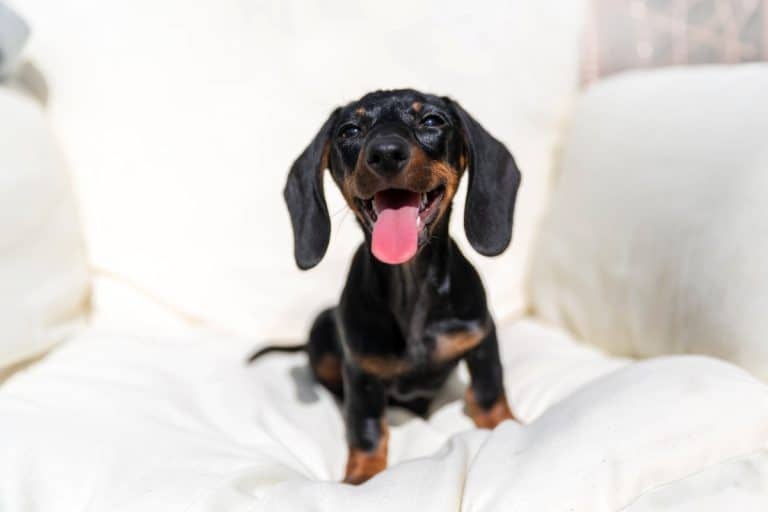 13 Goofy Dog Breeds Who Act Silly Before Mealtime - iHeartDogs.com