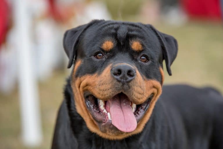 The 8 Best Dog Foods For Rottweilers – 2026 - iHeartDogs.com