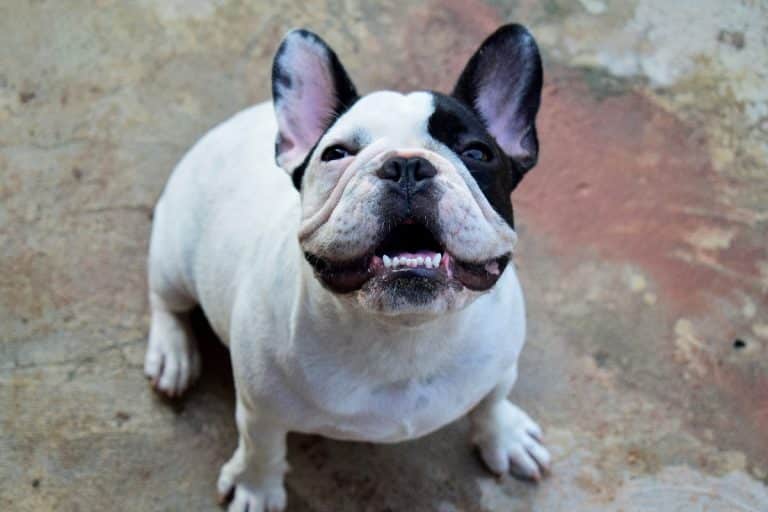 11 Cute Dog Breeds With Goofy Smiles Owners Can’t Resist - iHeartDogs.com