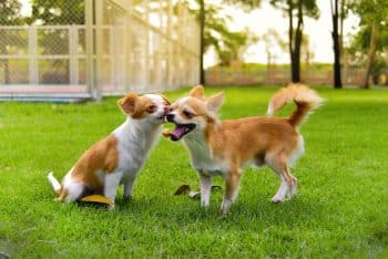 15 Dog Breeds That Are Bold, Brave, and the Bestest of Buddies ...
