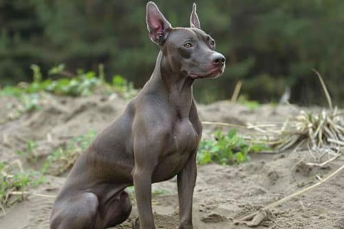 9 Hairless Dog Breeds That Embrace Bare Beauty - iHeartDogs.com