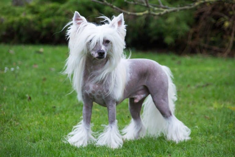 What Makes These 11 Weird Dog Breeds So Unique? - iHeartDogs.com