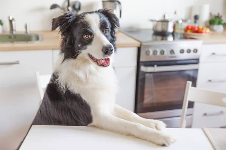 Have You Tried Living With These 15 Bold Dog Breeds? - iHeartDogs.com