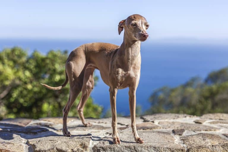 13 Easy Dog Breeds That Need Minimal Grooming & Maintenance ...