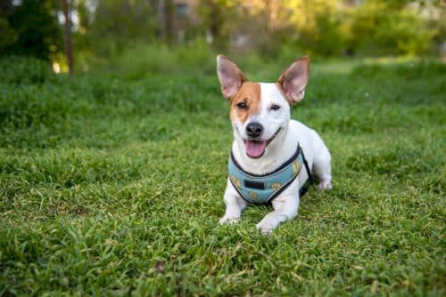 15 Sassy Dog Breeds That Have Major Attitude - iHeartDogs.com