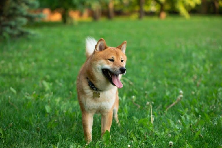 15 Enchanting Dog Breeds That Feel Like Magic - iHeartDogs.com