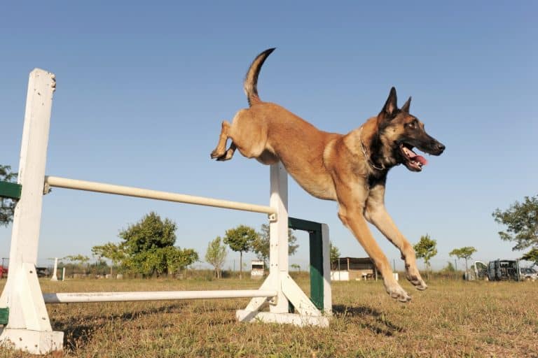 11 Quick-Witted Dog Breeds That Learn New Tricks Fast - iHeartDogs.com