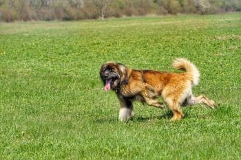 15 Dog Breeds That Are Bold, Brave, and the Bestest of Buddies ...