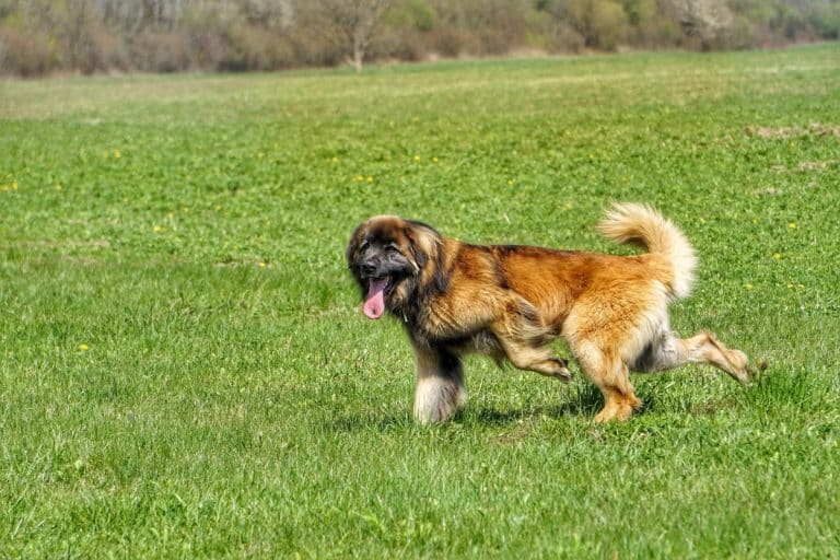 15 Dog Breeds That Are Bold, Brave, and the Bestest of Buddies ...