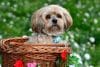 15 Sassy Dog Breeds That Have Major Attitude - iHeartDogs.com