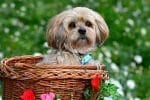 15 Sassy Dog Breeds That Have Major Attitude - iHeartDogs.com