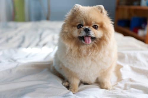15 Fancy Dog Breeds With a Flair for the Dramatic (2026 Guide ...