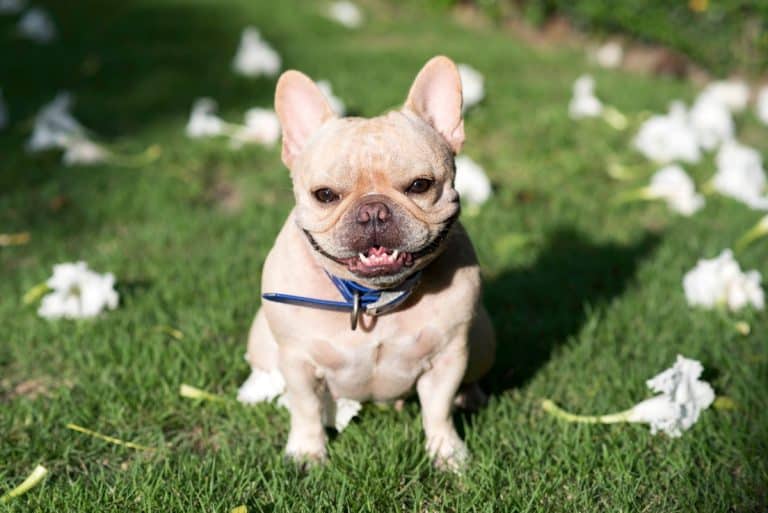Ultimate 11 Goofy Dog Breeds That’ll Keep You Smiling - iHeartDogs.com
