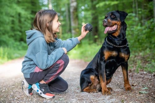 11 Quick-Witted Dog Breeds That Learn New Tricks Fast - iHeartDogs.com