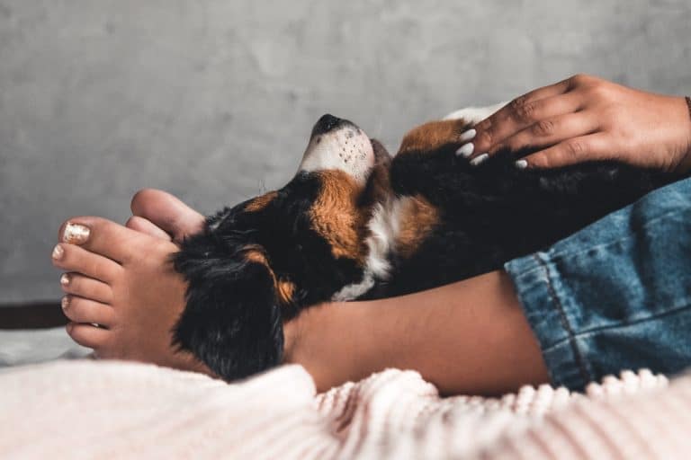 11 Reasons Dogs Sit on Your Feet - iHeartDogs.com