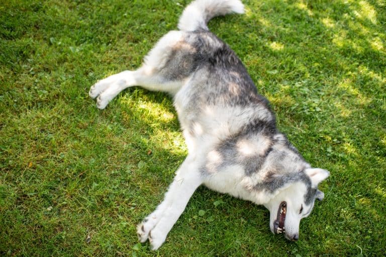 9 Reasons Dogs Roll on Their Backs - iHeartDogs.com