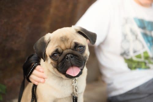 13 Affectionate Dog Breeds That Make Great Companions - iHeartDogs.com