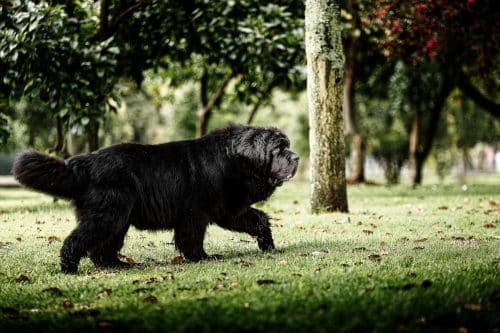 9 Cuddly Dog Breeds That Love To Snuggle - iHeartDogs.com