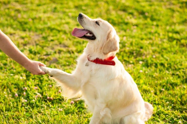 15 Beautiful Reasons Dogs Make Life Better - iHeartDogs.com