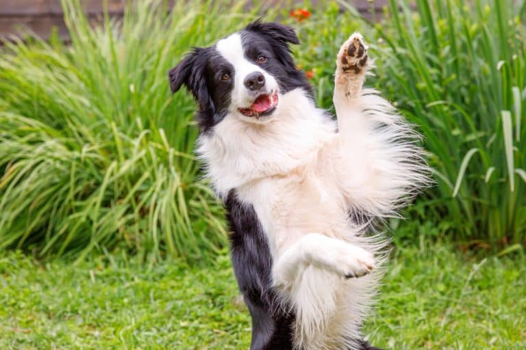 11 Silly Dog Breeds That Make You Laugh Every Day - iHeartDogs.com