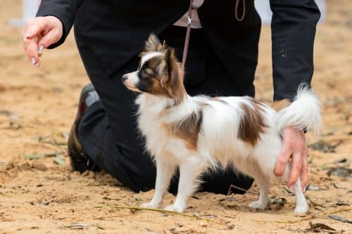 11 Quick-Witted Dog Breeds That Learn New Tricks Fast - iHeartDogs.com