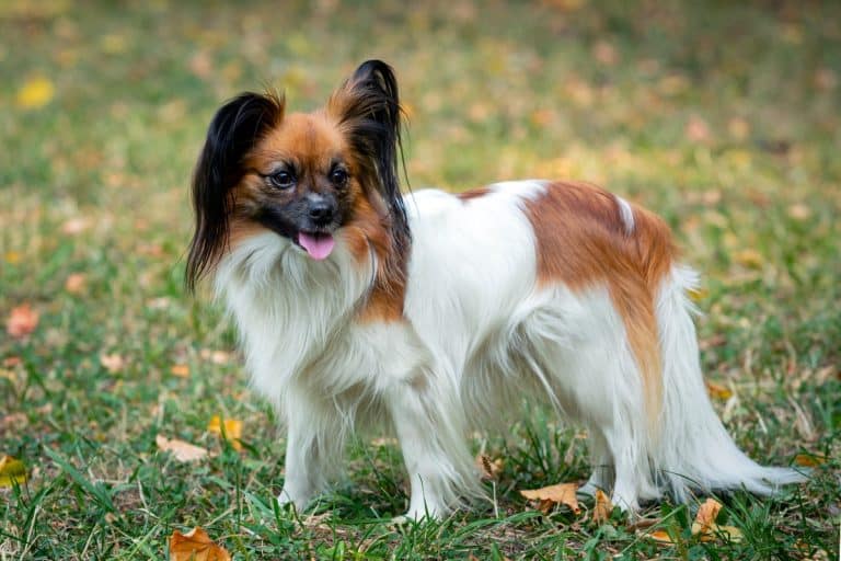 15 Fancy Dog Breeds With a Flair for the Dramatic (2026 Guide ...