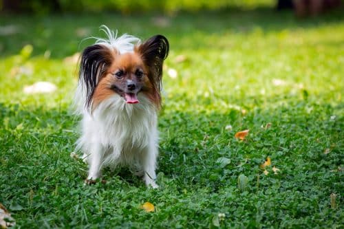 11 Small Dog Breeds That Thrive In Apartment Life - iHeartDogs.com