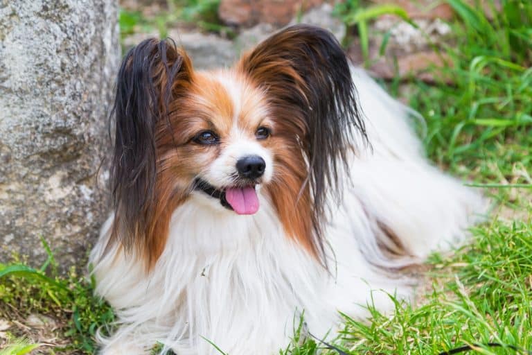 Ideal Diet for Papillons - The Ultimate Papillon Feeding Guide ...