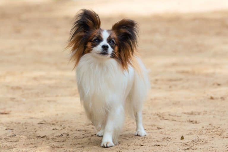 11 Agile, Fast-Moving Dog Breeds Built for Performance - iHeartDogs.com