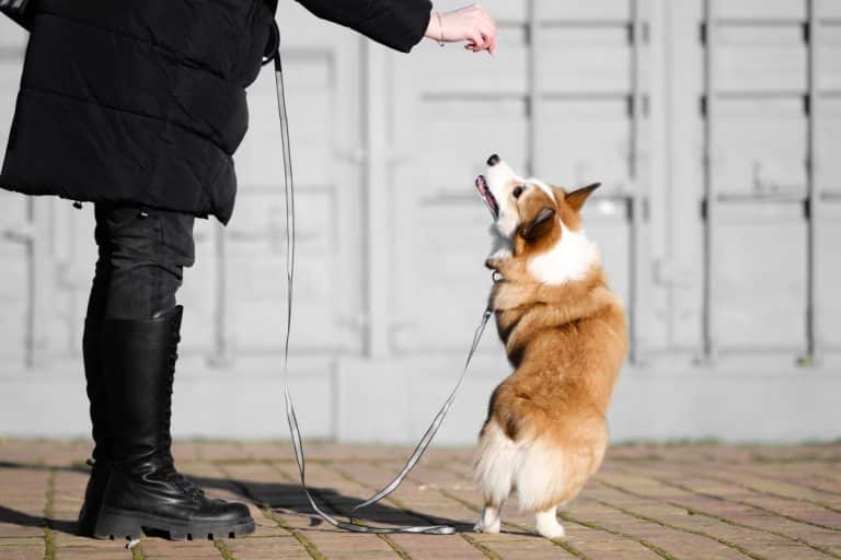 11 Quick-Witted Dog Breeds That Learn New Tricks Fast - iHeartDogs.com