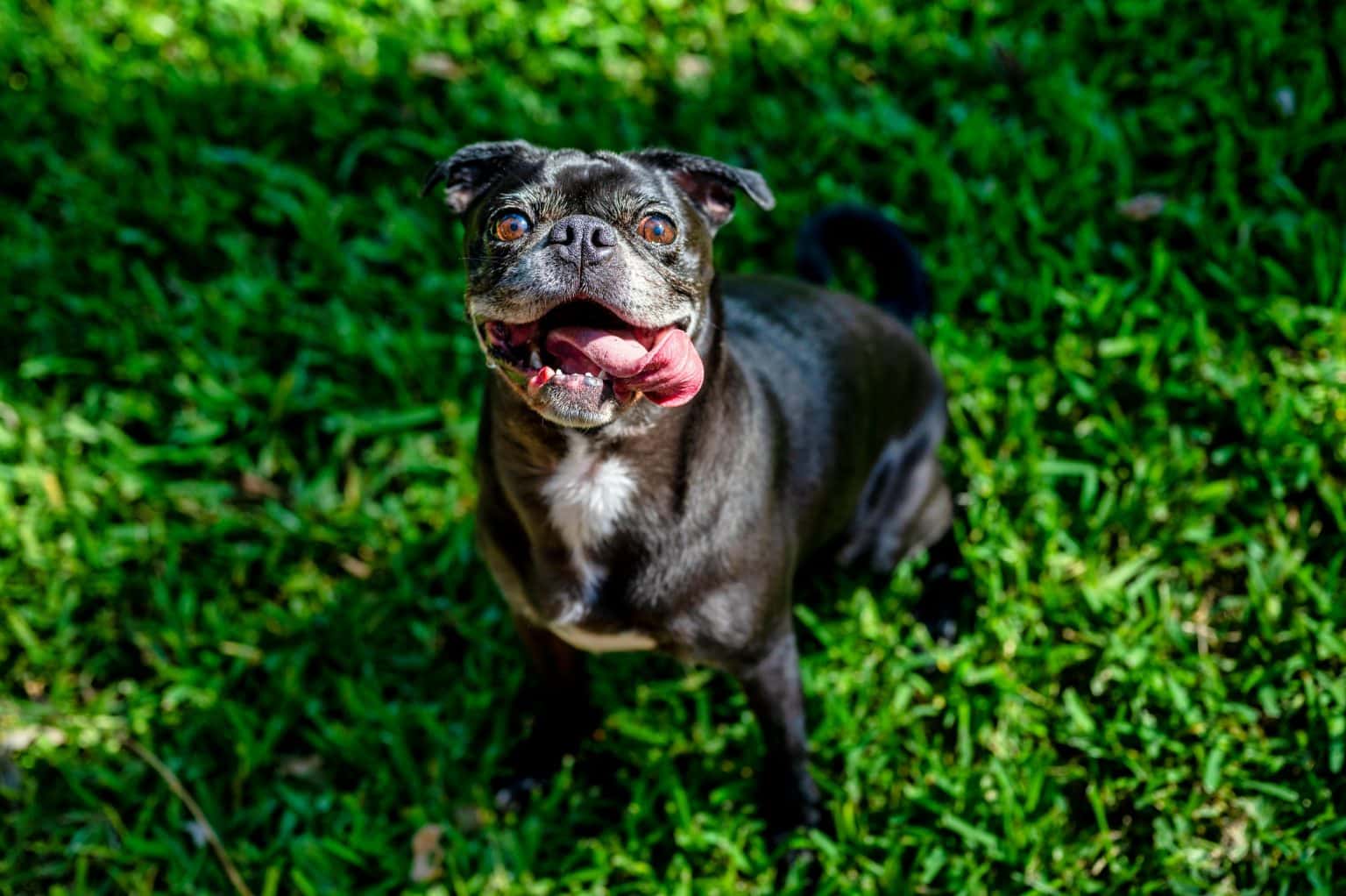 12 Best Novel Protein Dog Foods - iHeartDogs.com