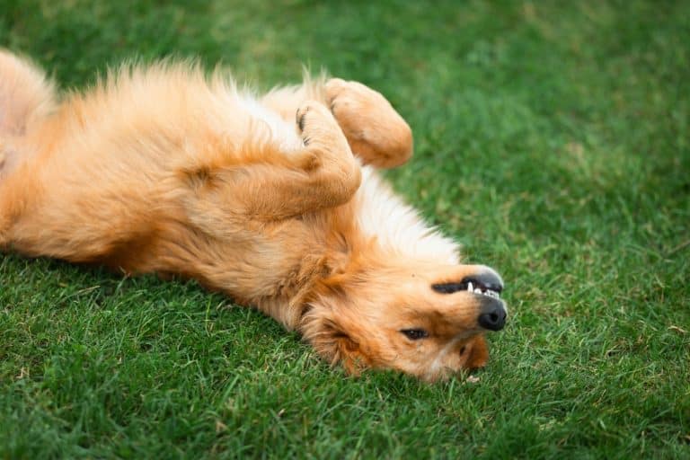 9 Reasons Dogs Roll on Their Backs - iHeartDogs.com