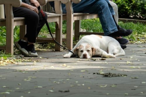 9 Ways Dogs Help Lower Stress Levels (Backed By Science) - iHeartDogs.com