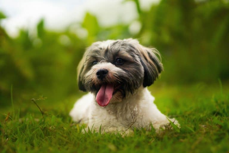 15 Joyful Dog Breeds That Make Life Better - iHeartDogs.com