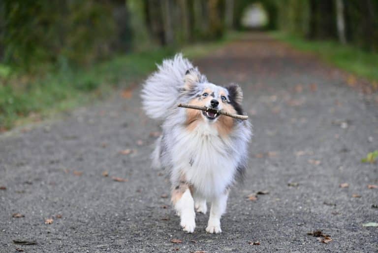 13 Endearing Things Dogs Do That Say Everything - iHeartDogs.com
