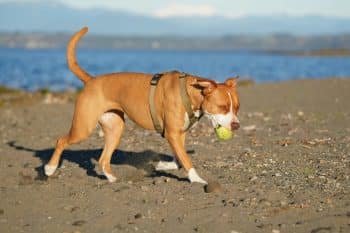 15 Reasons Dogs Carry Stuff Around - iHeartDogs.com