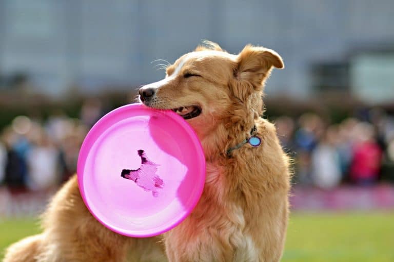 15 Reasons Dogs Carry Stuff Around - iHeartDogs.com