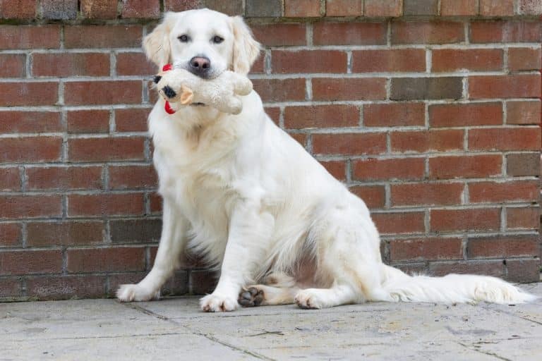 15 Reasons Dogs Carry Stuff Around - iHeartDogs.com