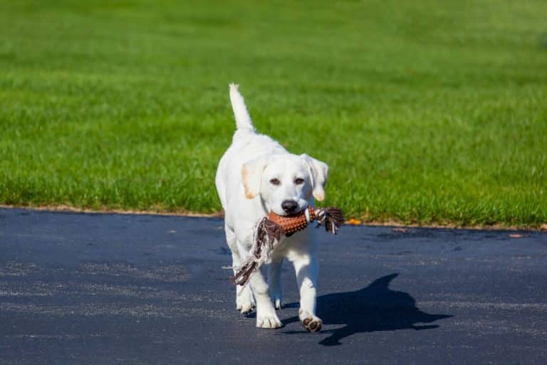 15 Reasons Dogs Carry Stuff Around - iHeartDogs.com