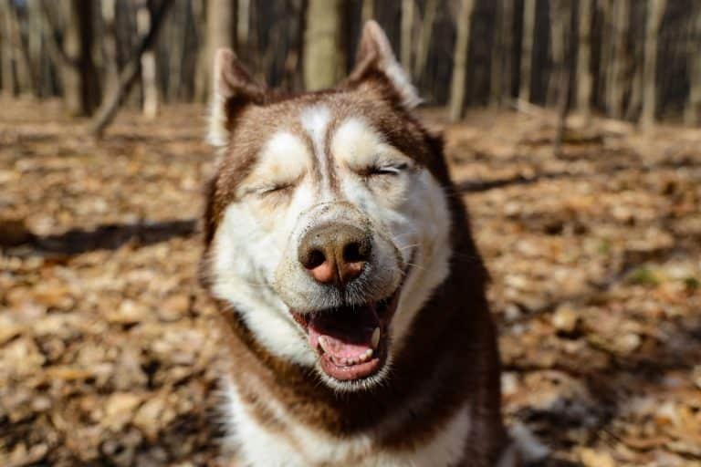 13 Endearing Things Dogs Do That Say Everything - iHeartDogs.com