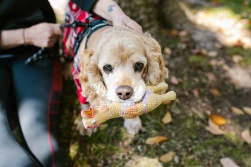 15 Reasons Dogs Carry Stuff Around - iHeartDogs.com