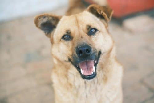 13 Mysterious Dog Breeds You’ve Probably Never Heard Of - iHeartDogs.com